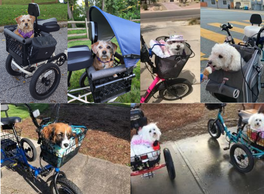 Liberty Trike Pups | Dogs That Ride eTrikes - LibertyTrike.com